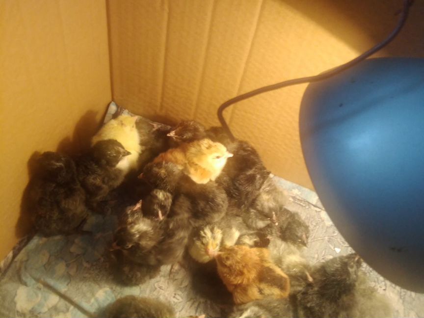 Цыплята домашних кур