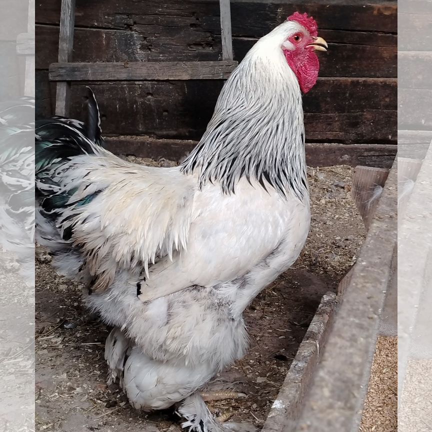 Петух брама