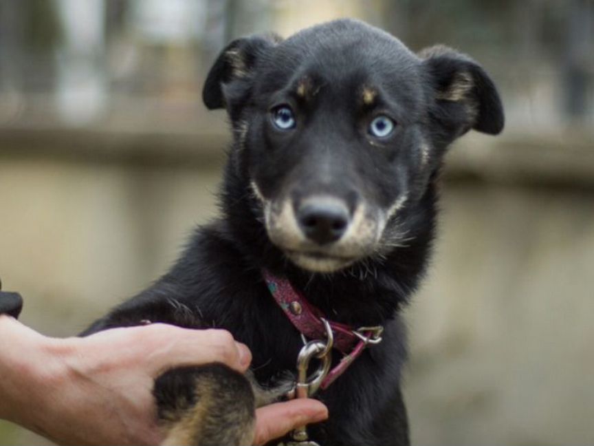 Ищет дом красавица собака Багира