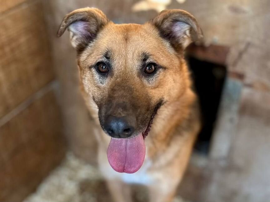 Возможно это именно ваша собака