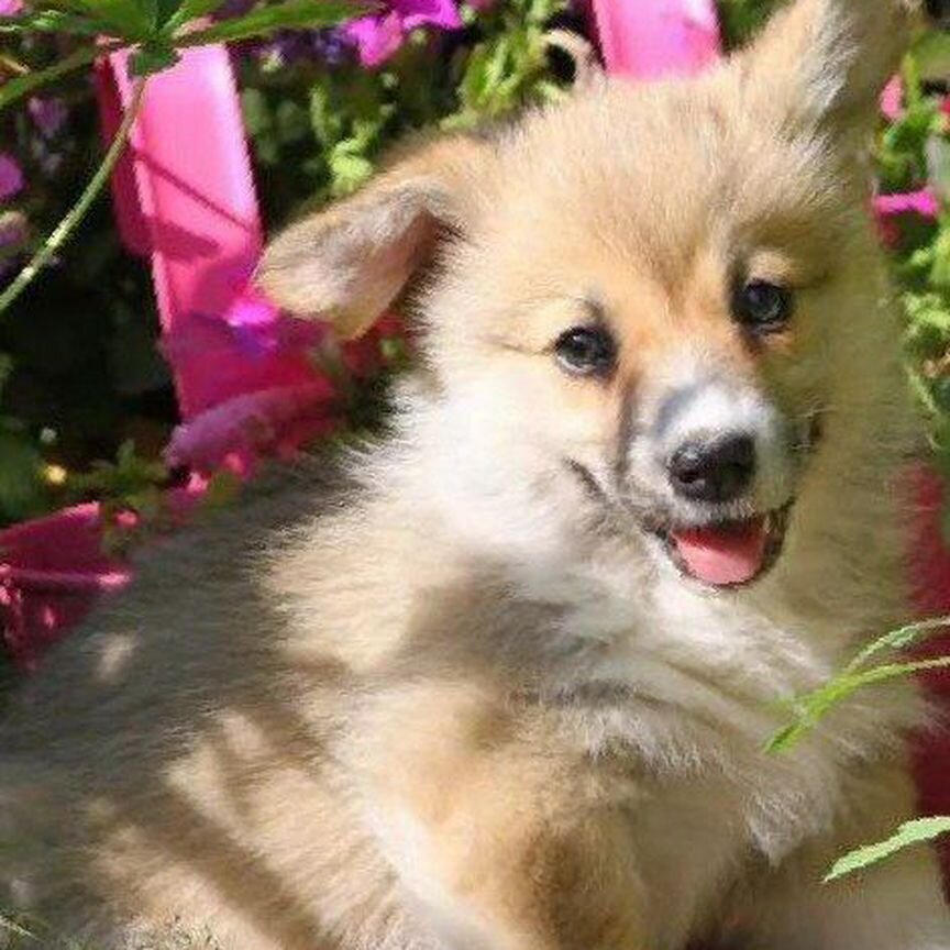 Вельш корги Пемброк