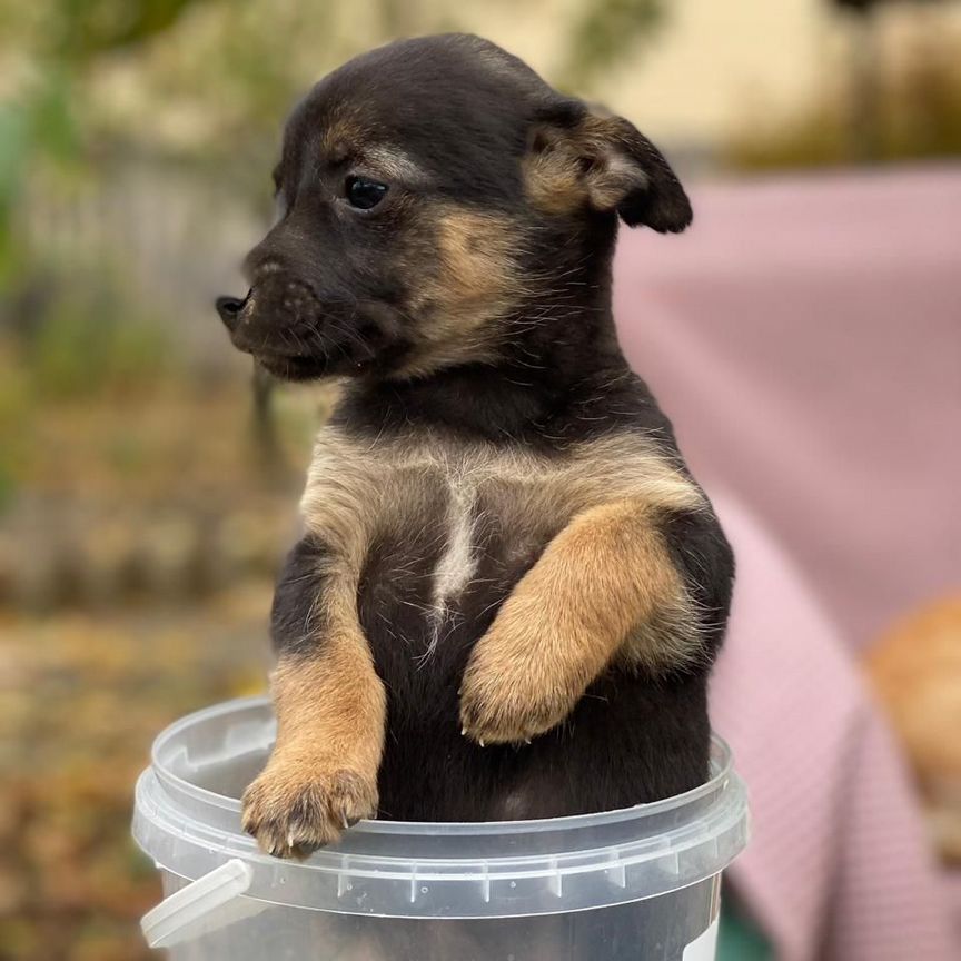 Щеночки в добрые руки