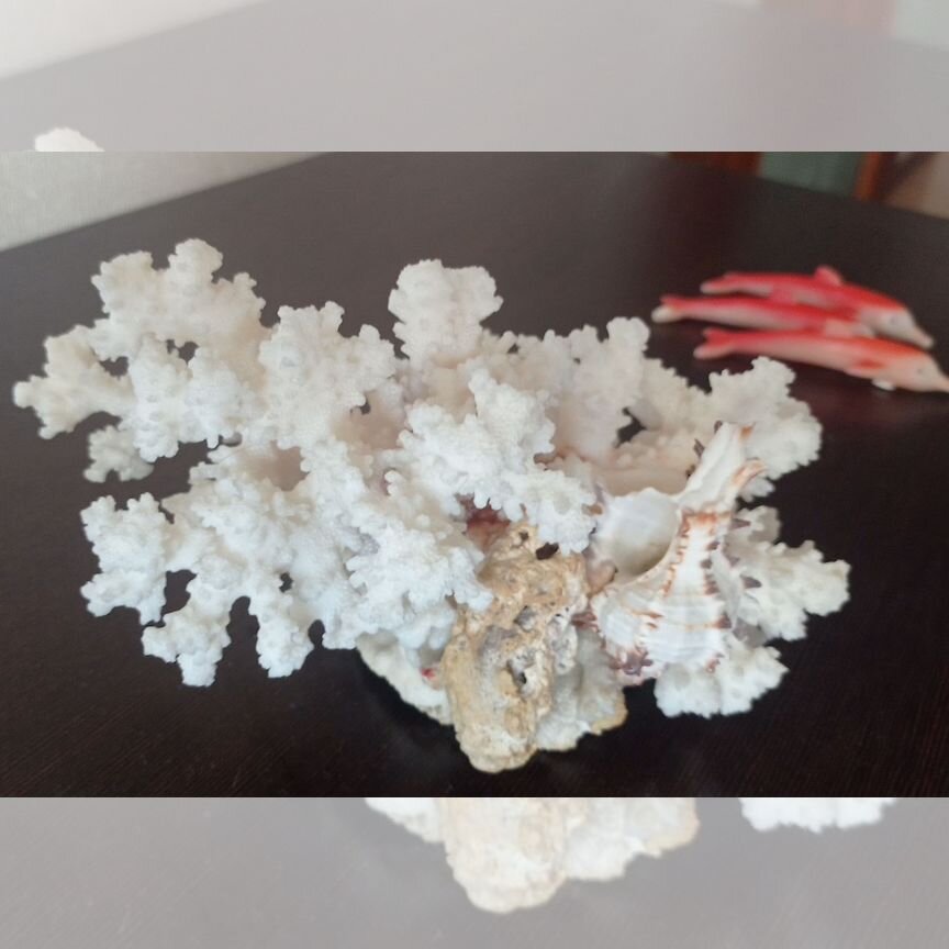Морской коралл