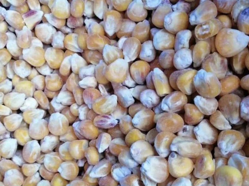 Кукуруза кормовая