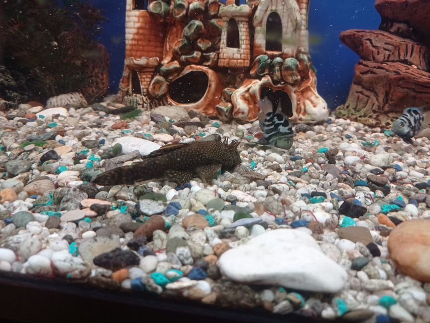 Аквариумистика Сом присоска