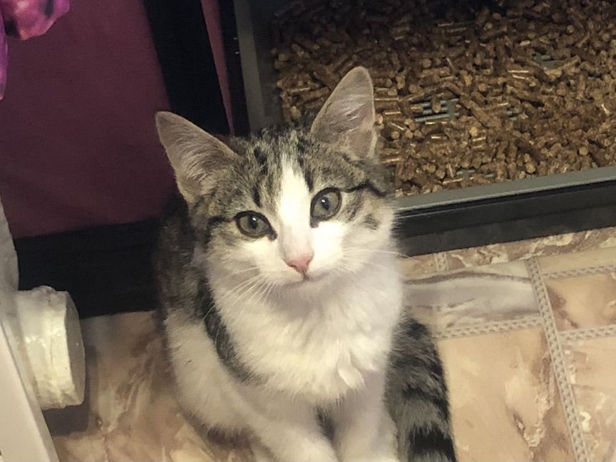 Котенок