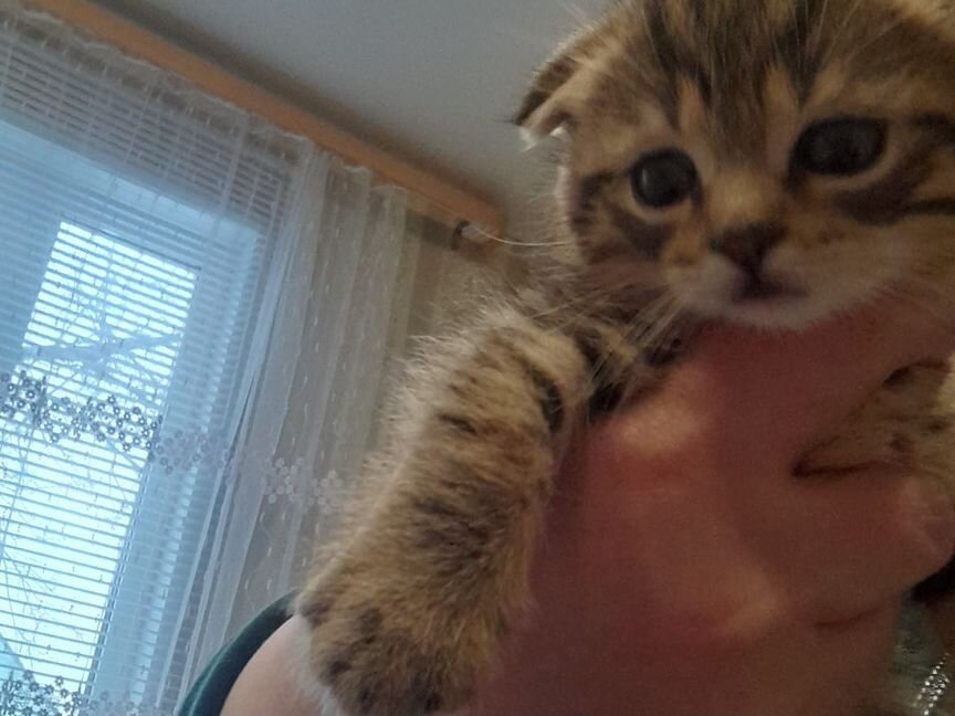 Котёнок