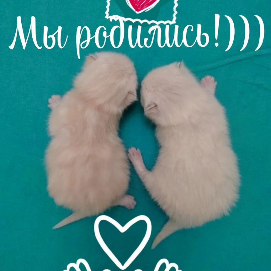 Шотланские плюшевые вислоухие чистокровные котята