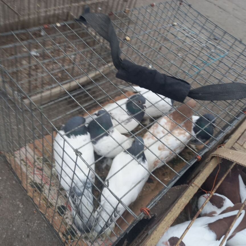 Продаю мордатых голубей, желтомордые