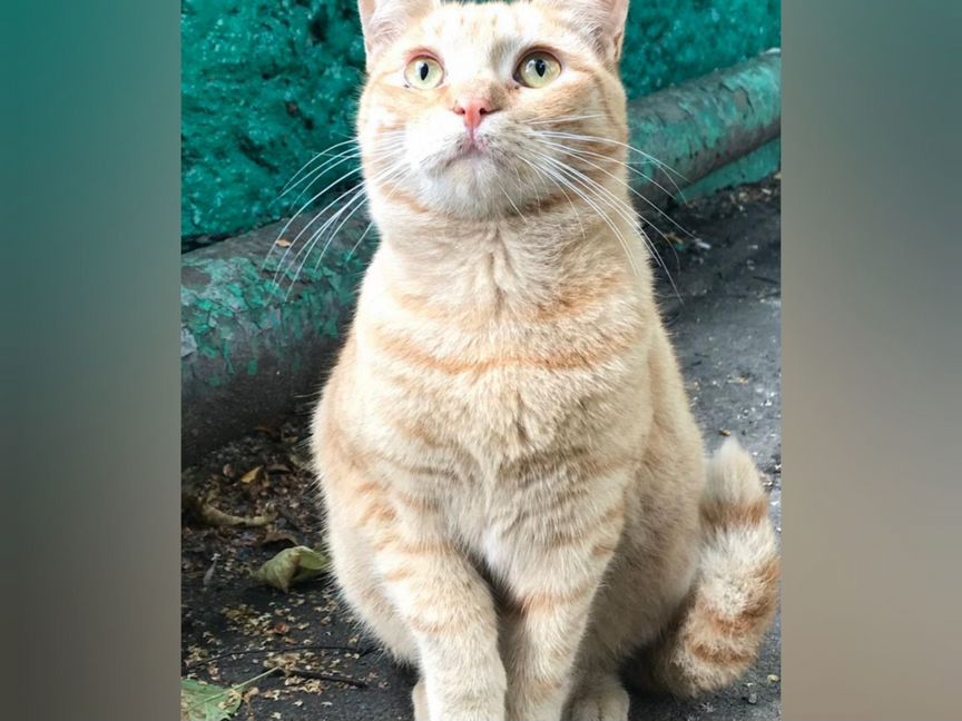 Рыжий ласковый котик просит забрать его