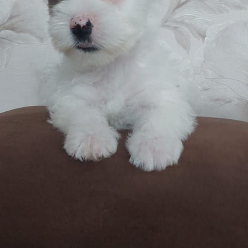 Голубоглазый йорк