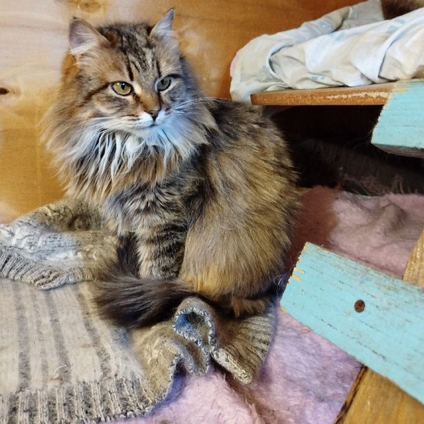 Взрослая, кошка в добрые руки