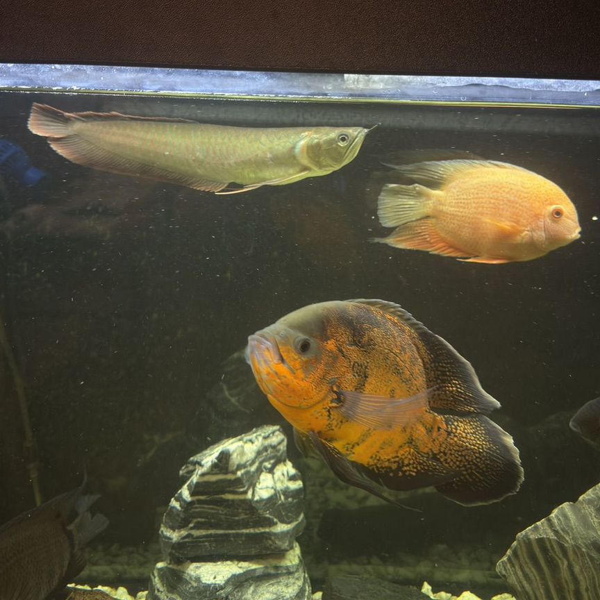 Арована америка 25 см