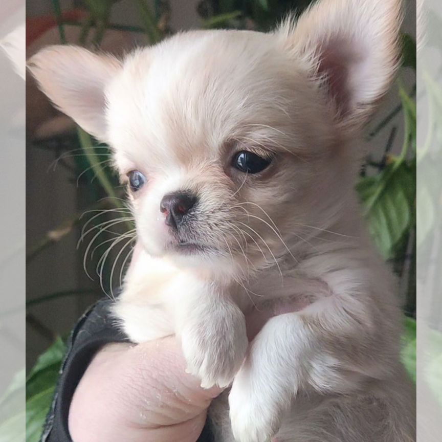 Достойный всех похвал