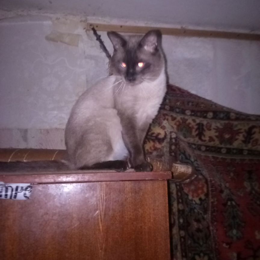 Сиамские кошки