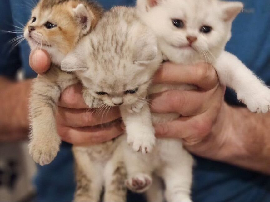 Шотландские котята