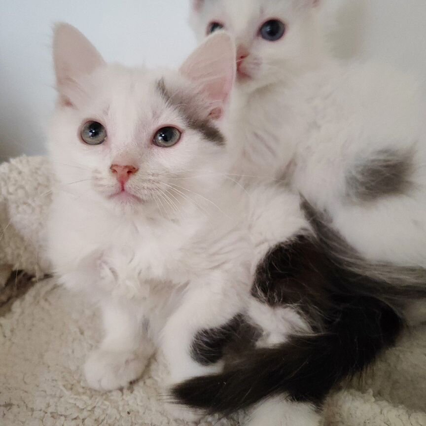 Котенок мальчик ищет дом