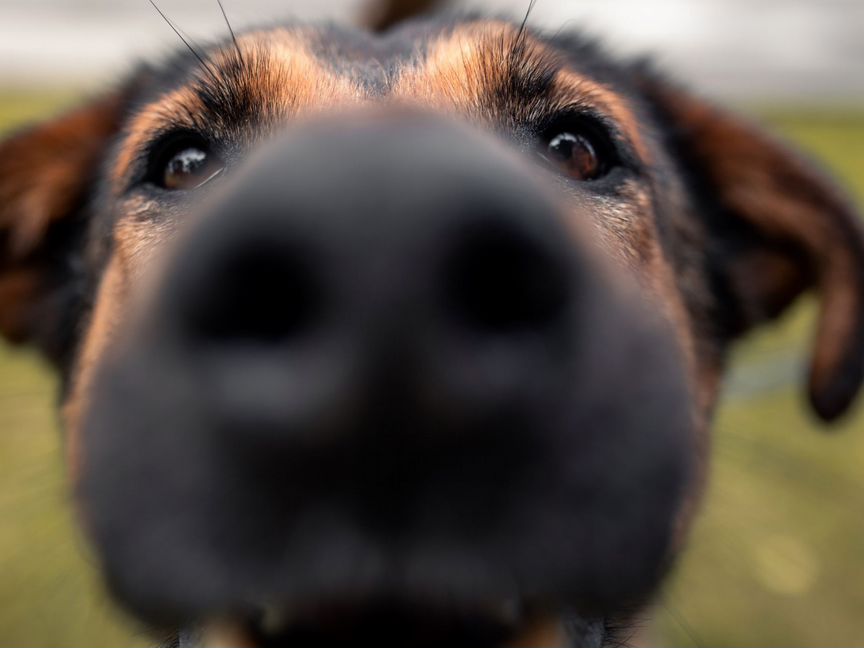 Собака в добрые руки отдам бесплатно