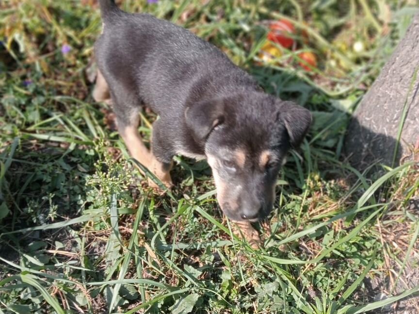 Собаки бесплатно в добрые руки щенки