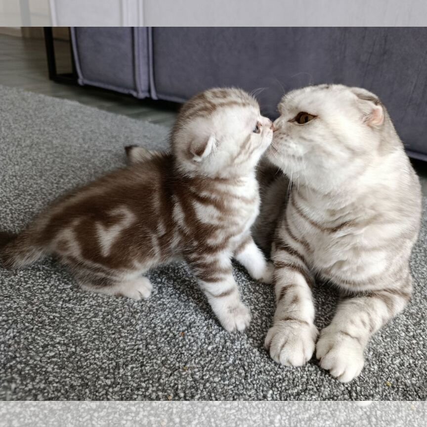 Шотландский вислоухий короткошёрстный котёнок