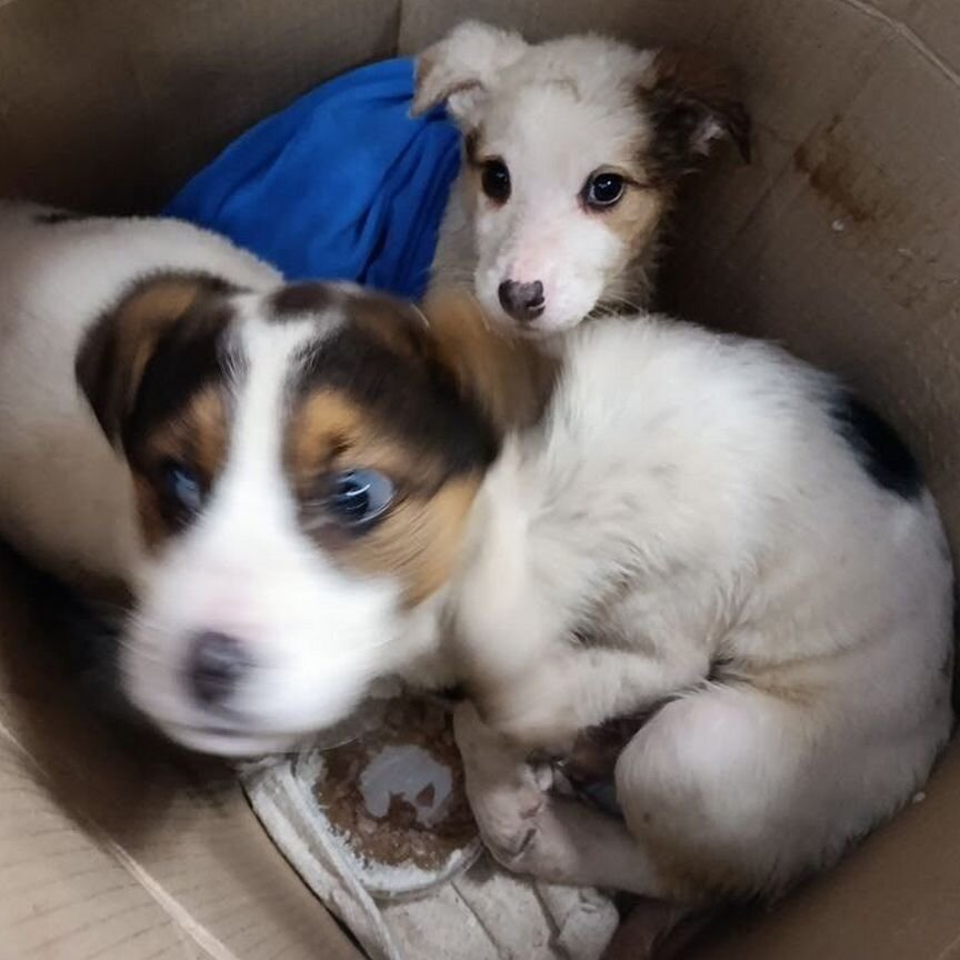 Щенок в добрые руки