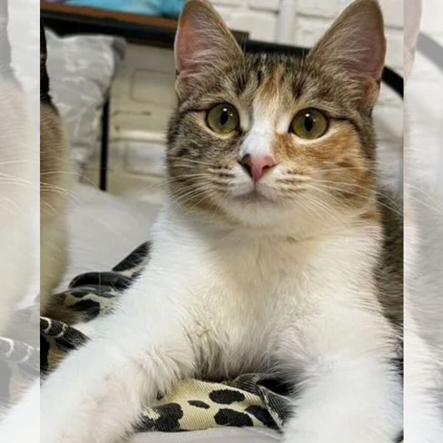 Взрослая, кошка в добрые руки