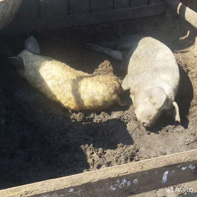 Венгерская мангалица на племя