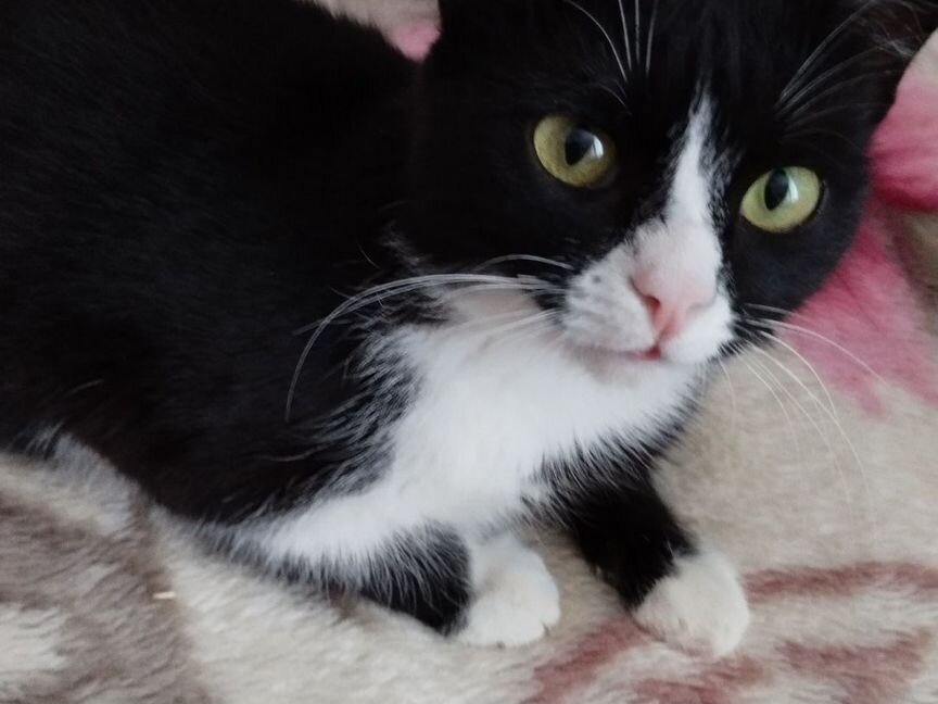 Кошка Бэтман