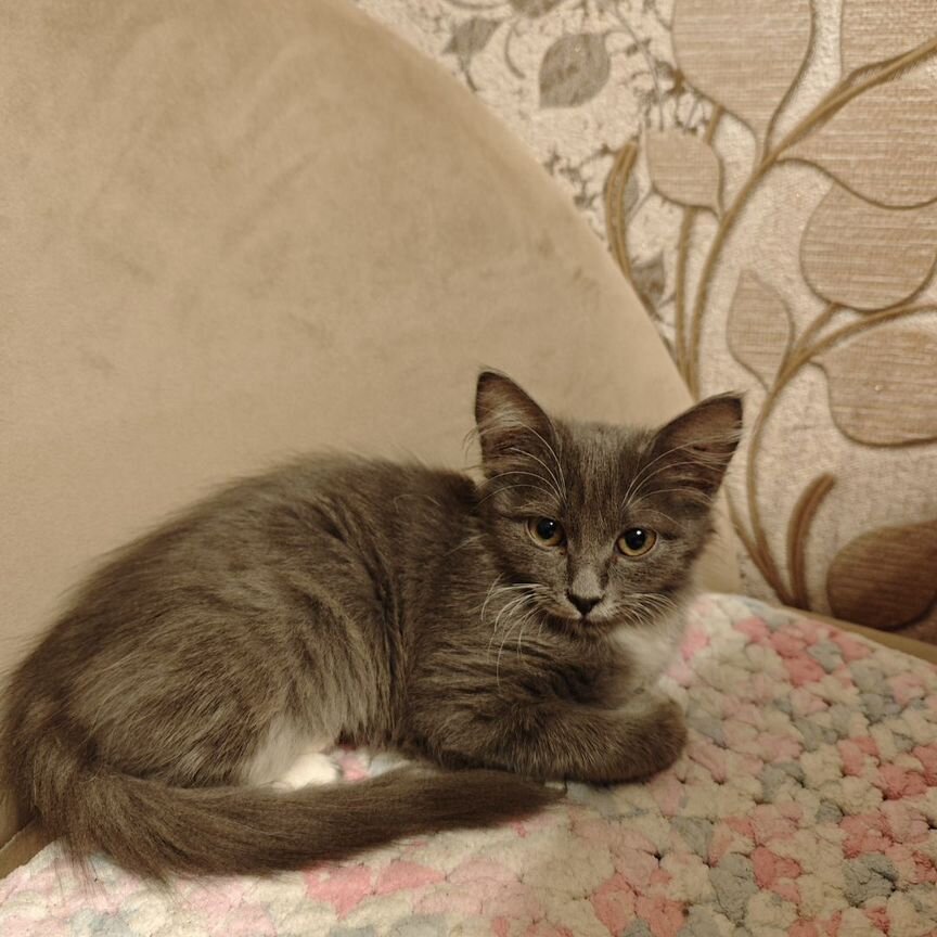 Котята