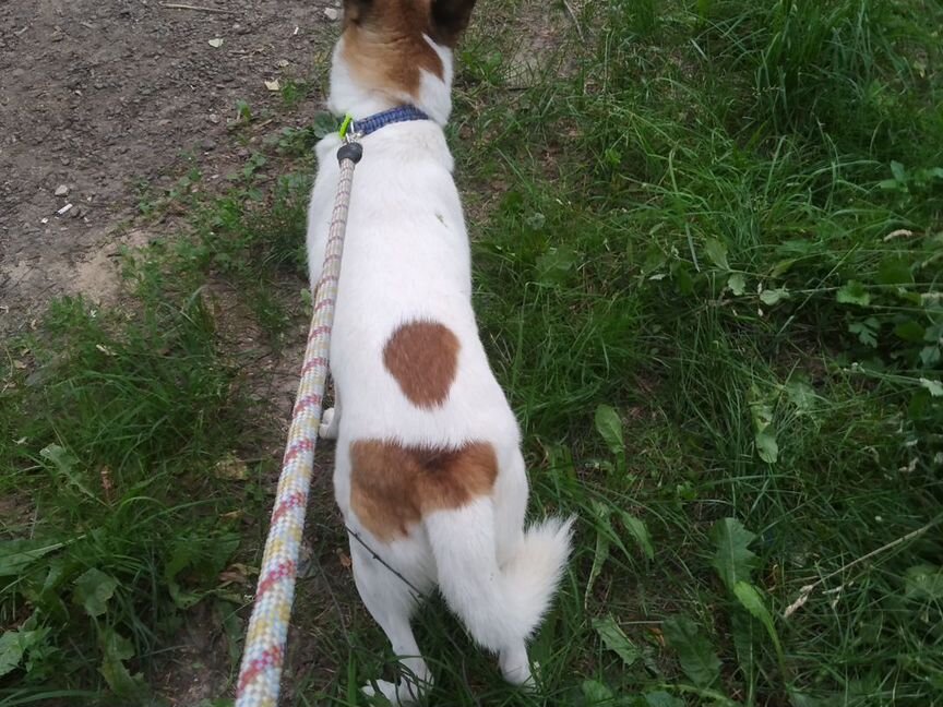 Кобель 1,5 года