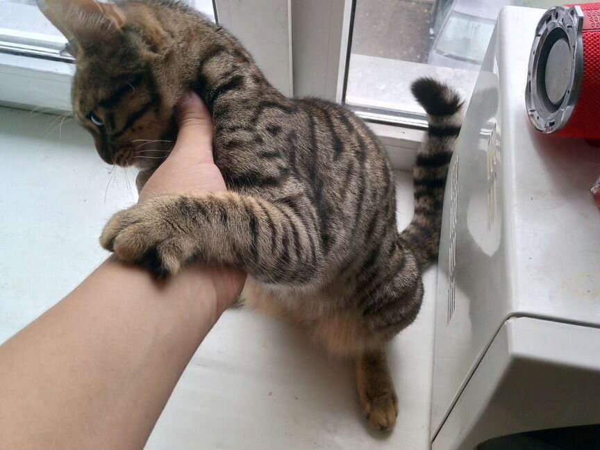 Кот смесь Бенгал с Британцем