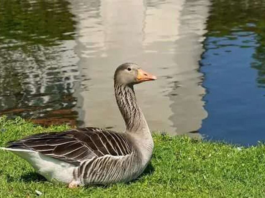 Инкубационное яйцо 2023 утки, гуси