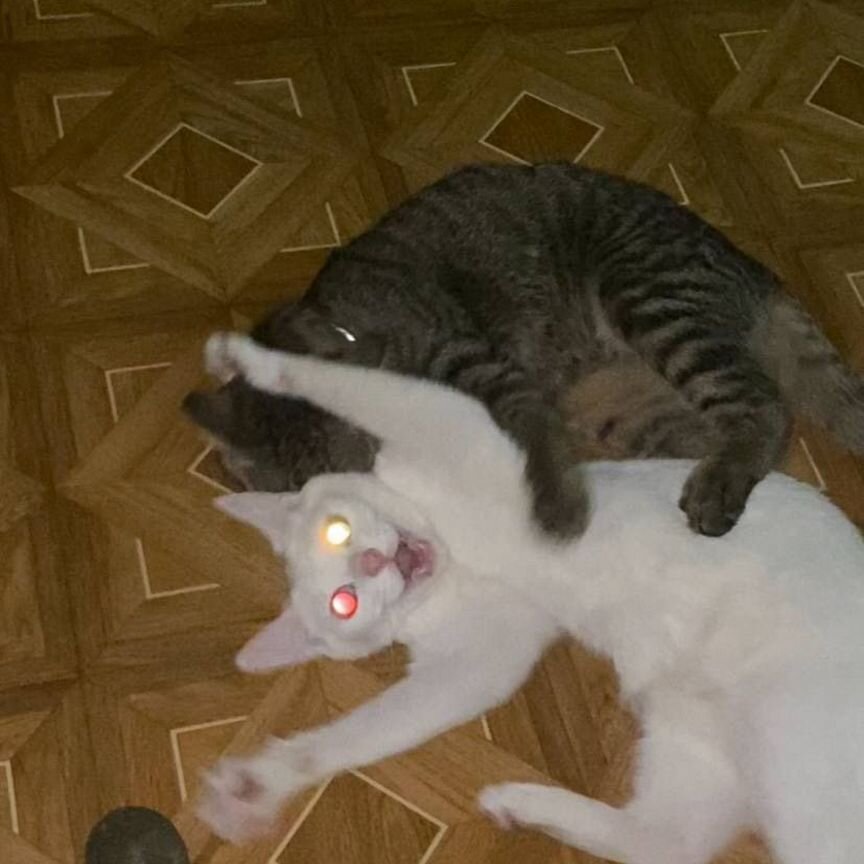 Белая кошка