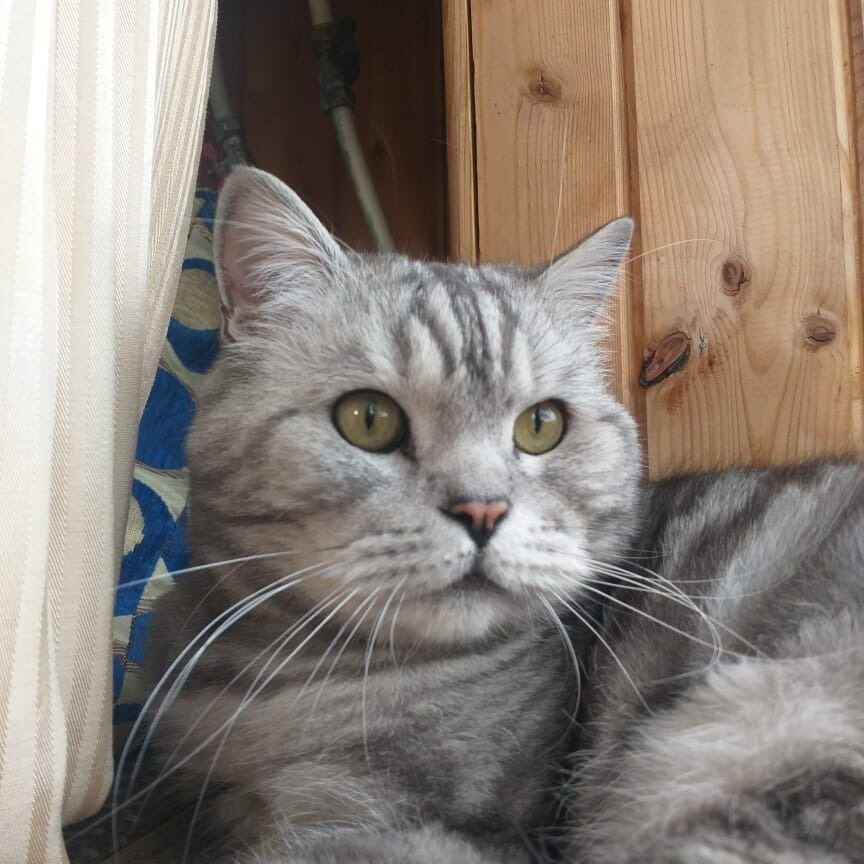 Британский кот