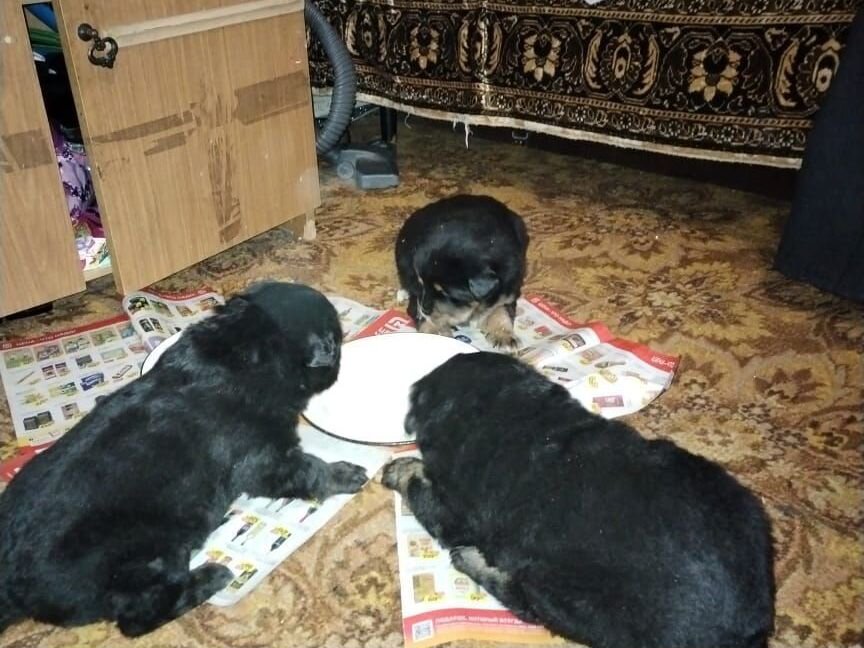 Тибетский мастиф щенки