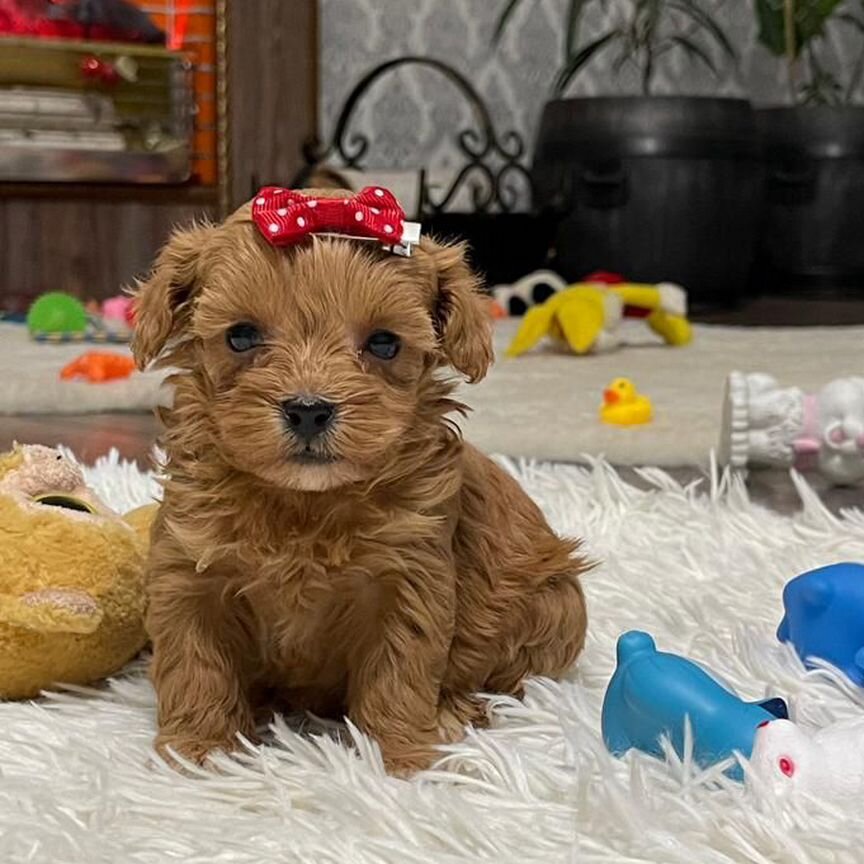 Мальтипу, щенок