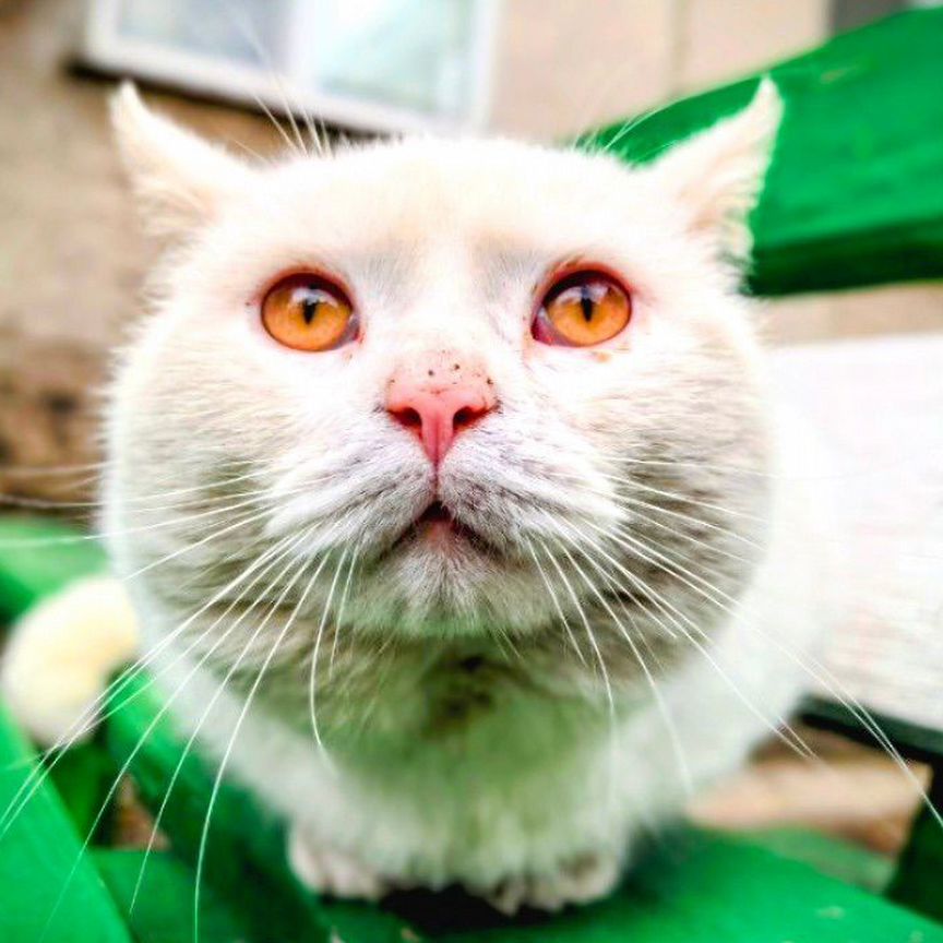 Взрослый кот в добрые руки