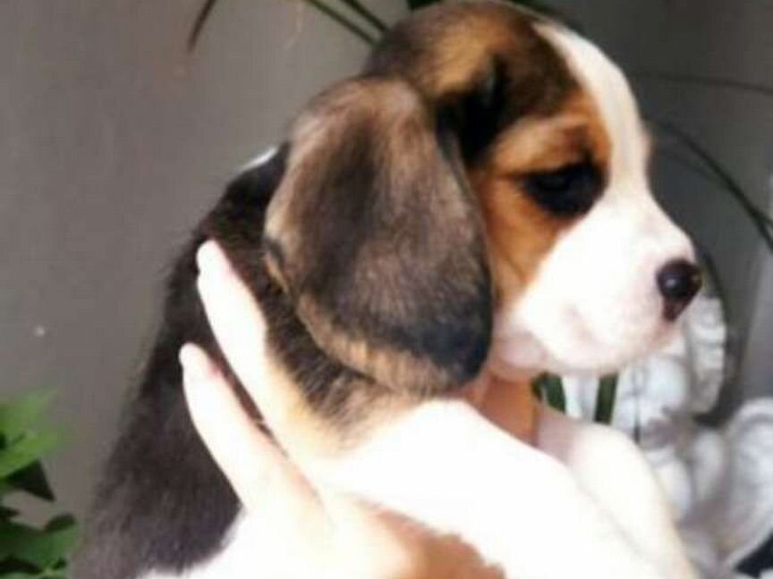 Щенки бигль