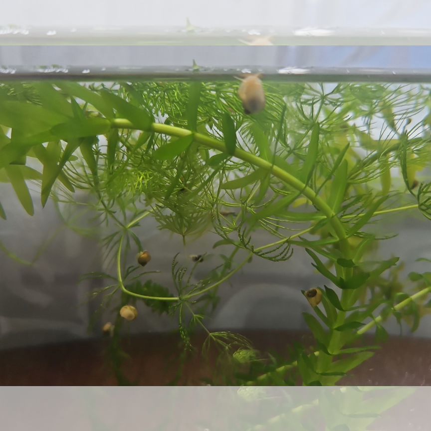 Улитки ампулярии