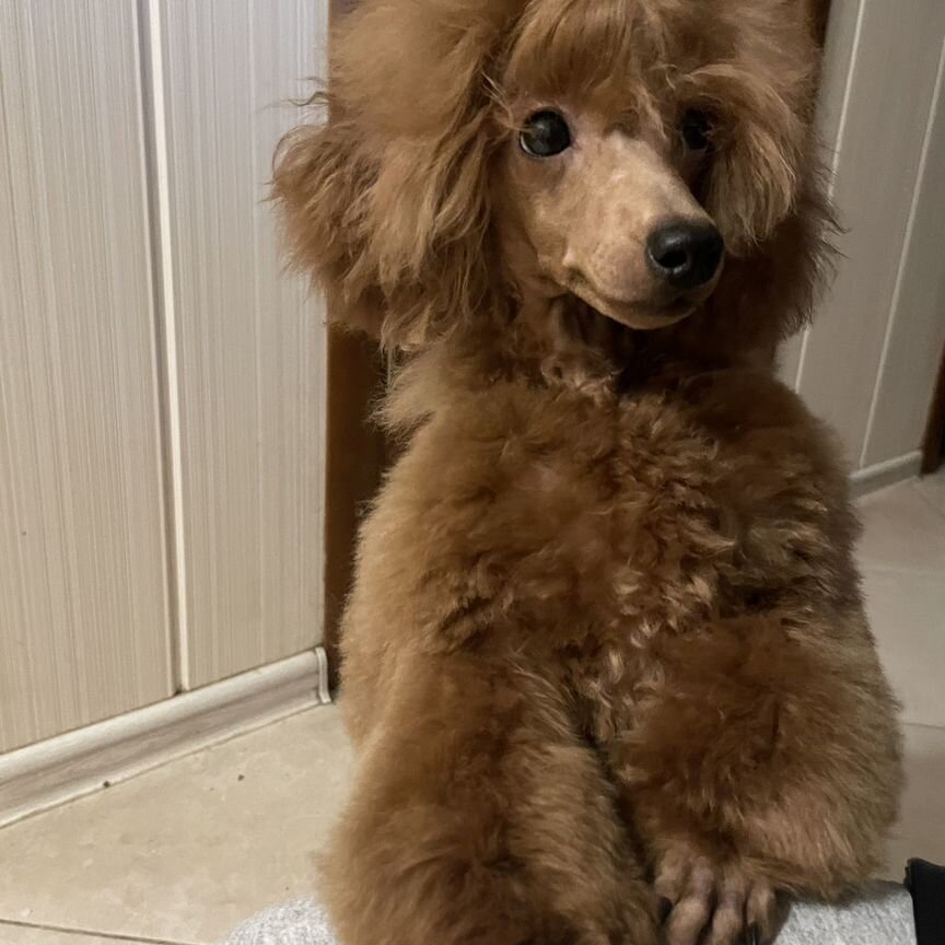 Чудесная девочка, той пудель