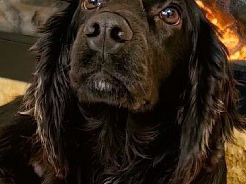 Спаниель ищет дом