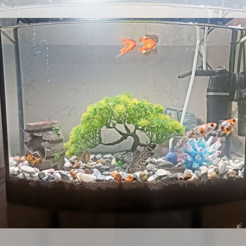 Аквариум бу с рыбками