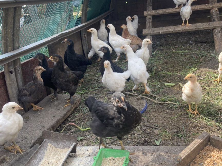 Продажа домашние цыплят