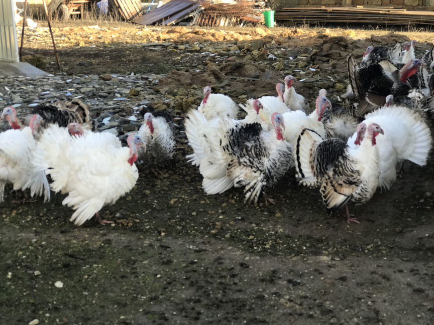 Индюки на племя