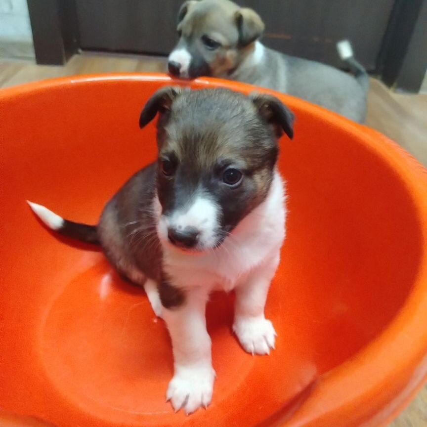 Мальчик Хомутик