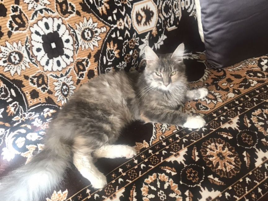 Кошка красивая, добрая, умная и ласкавая