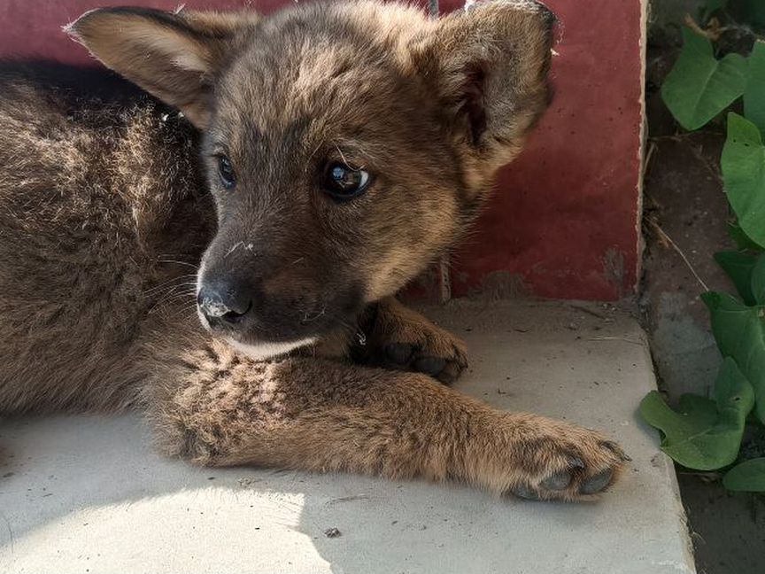 Щенок в добрые руки бесплатно
