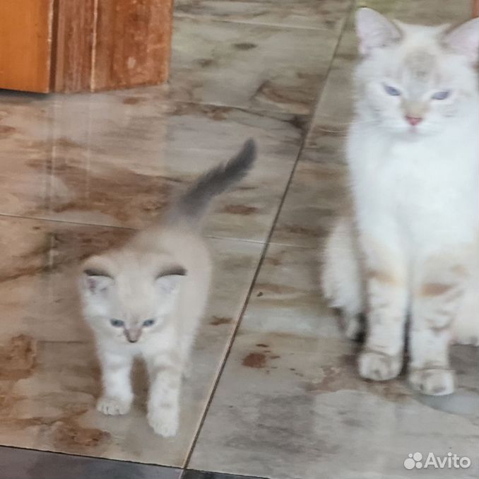 Котята шотландские прямоухие. 2 девочки
