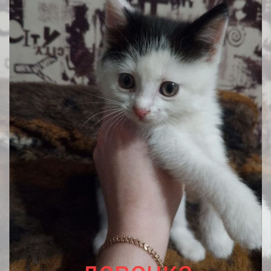 Котёнок в добрые руки