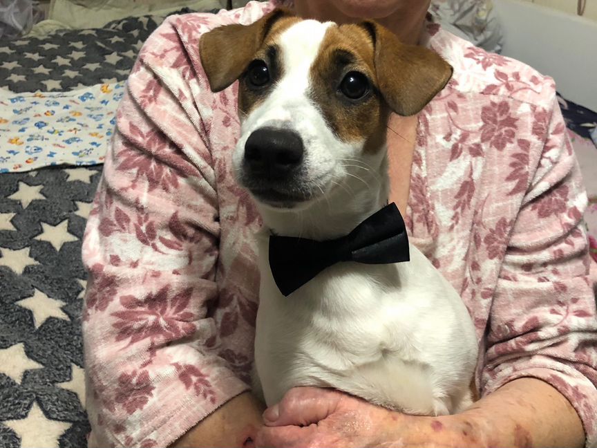 Джек Рассел терьер девочка 11 месяцев